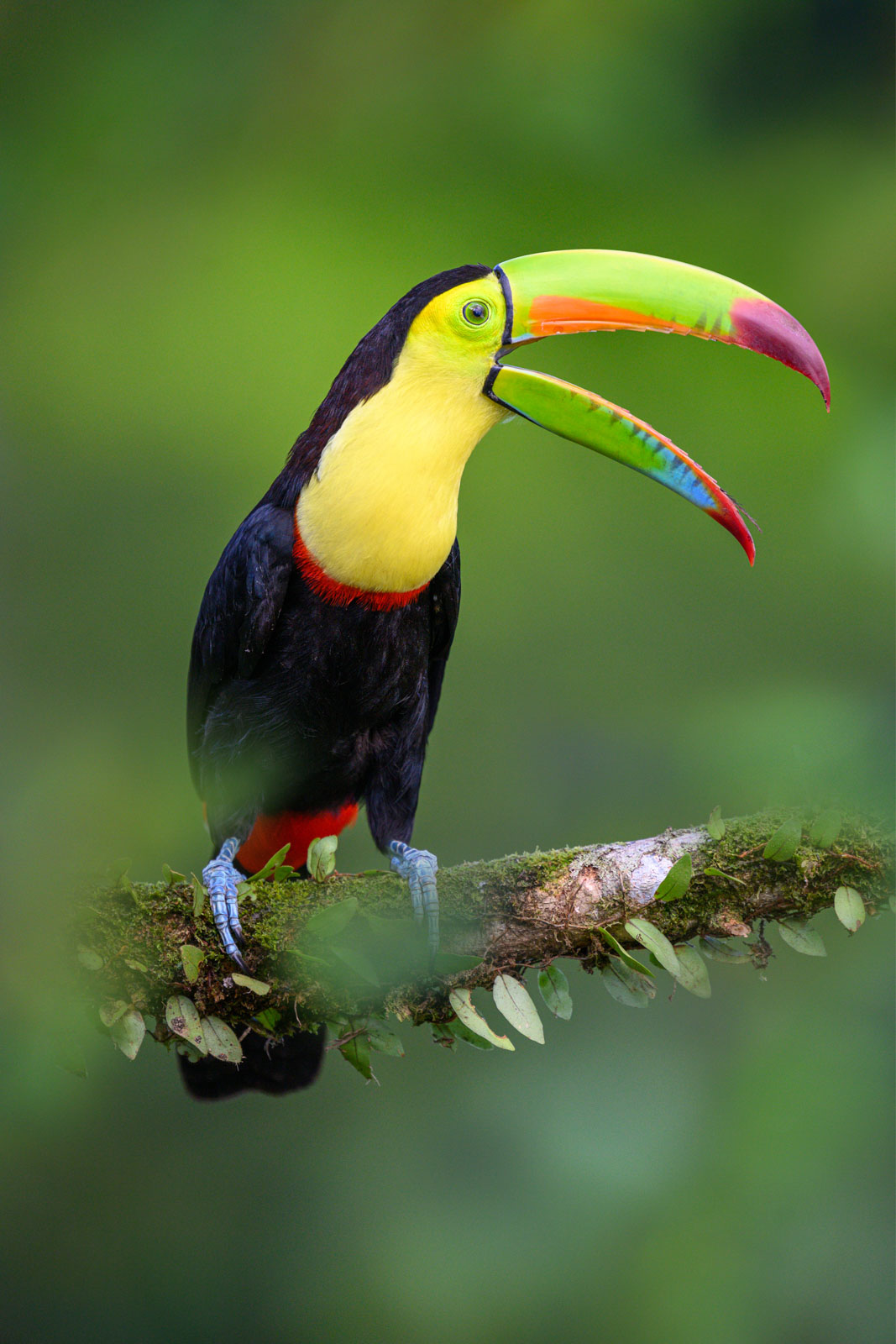 Rainforest Photography: 8 Top Tips for Stand-Out Images - Nature TTL