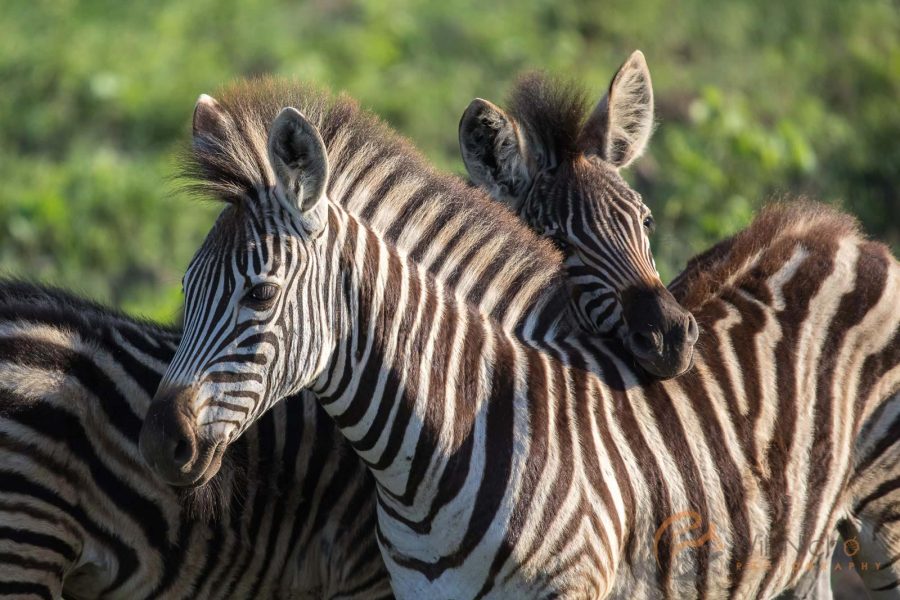 How Big Can I Print My Photo? - Nature TTL