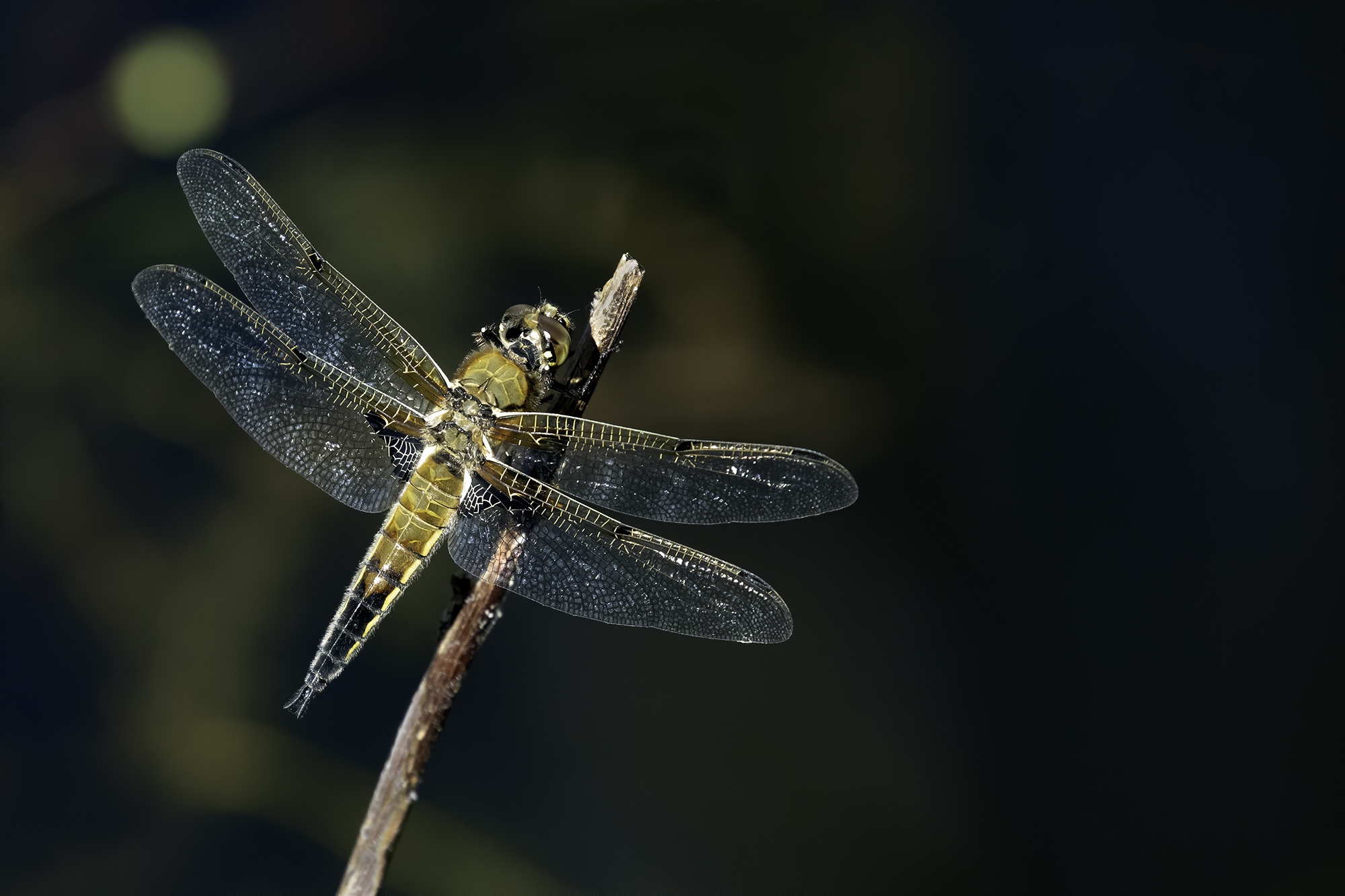 Weekly Photography Assignment: Bird Behaviour - Nature TTL