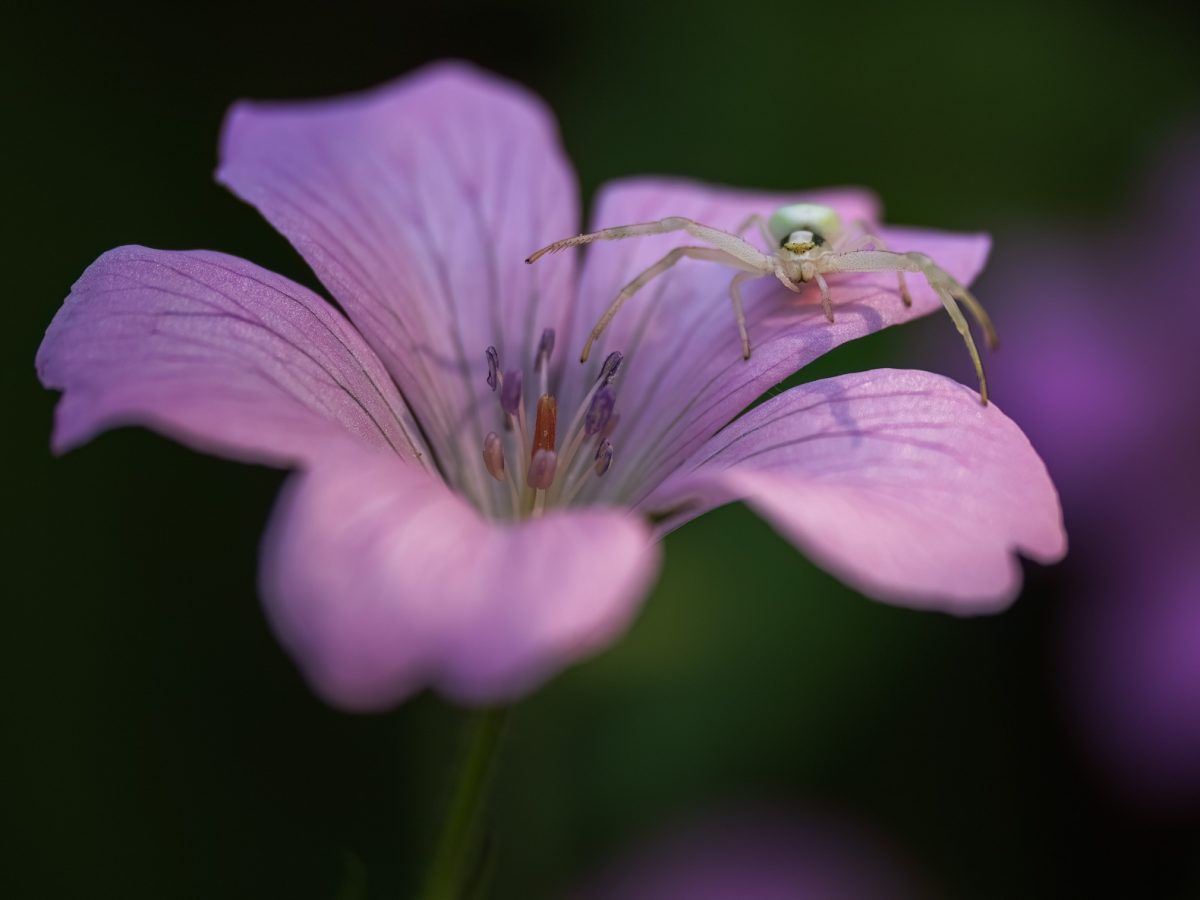 Introduction to Macro Photography: Technique - Nature TTL