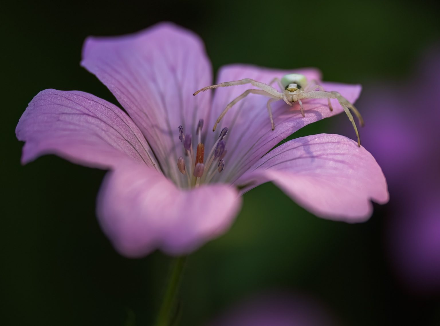 Macro Photography Tutorials - Nature TTL