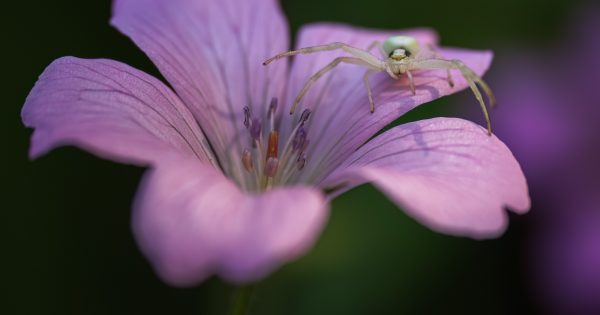 9 Tips for Macro Flower Photography - Nature TTL