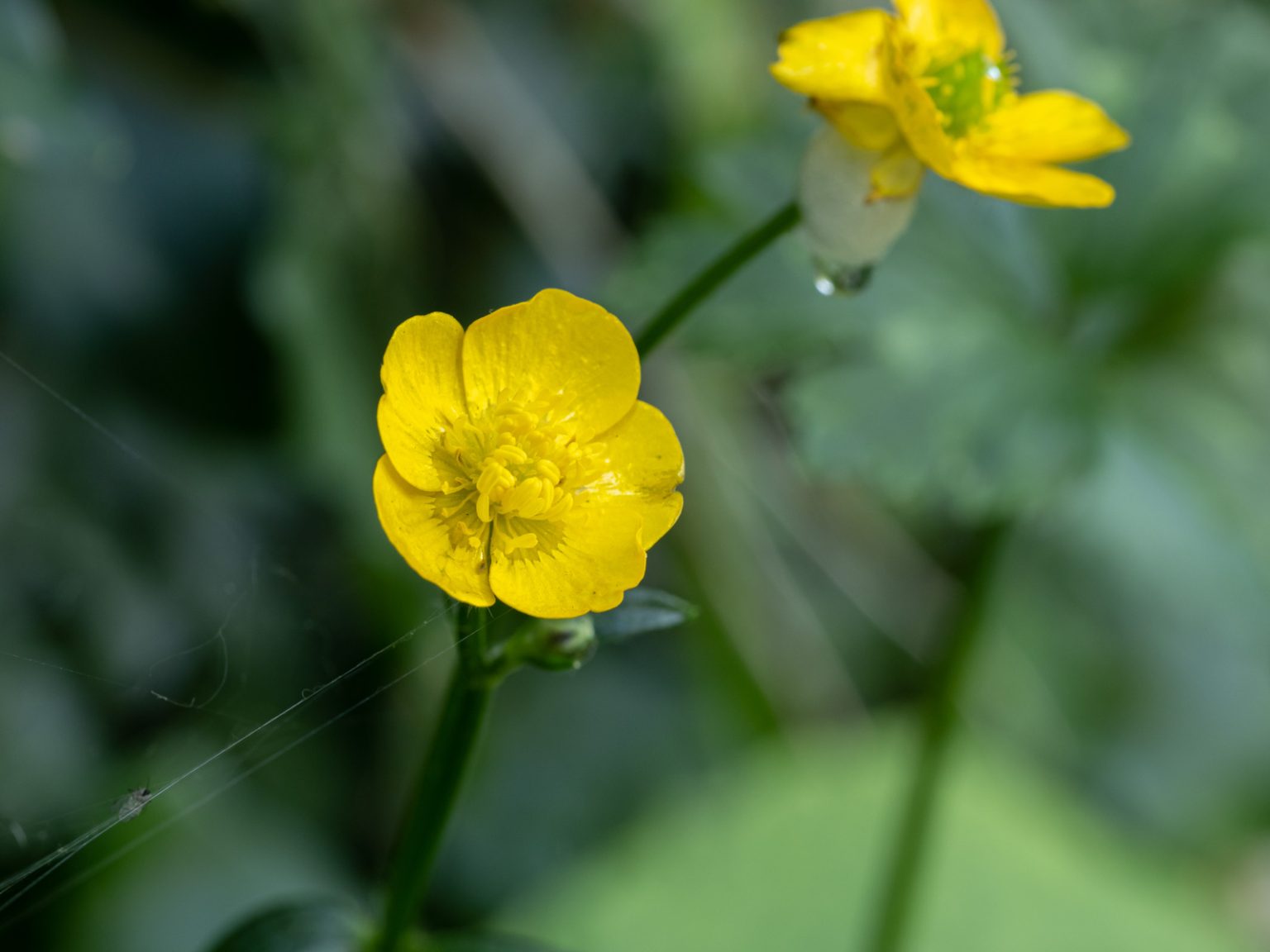 9 Tips for Macro Flower Photography - Nature TTL