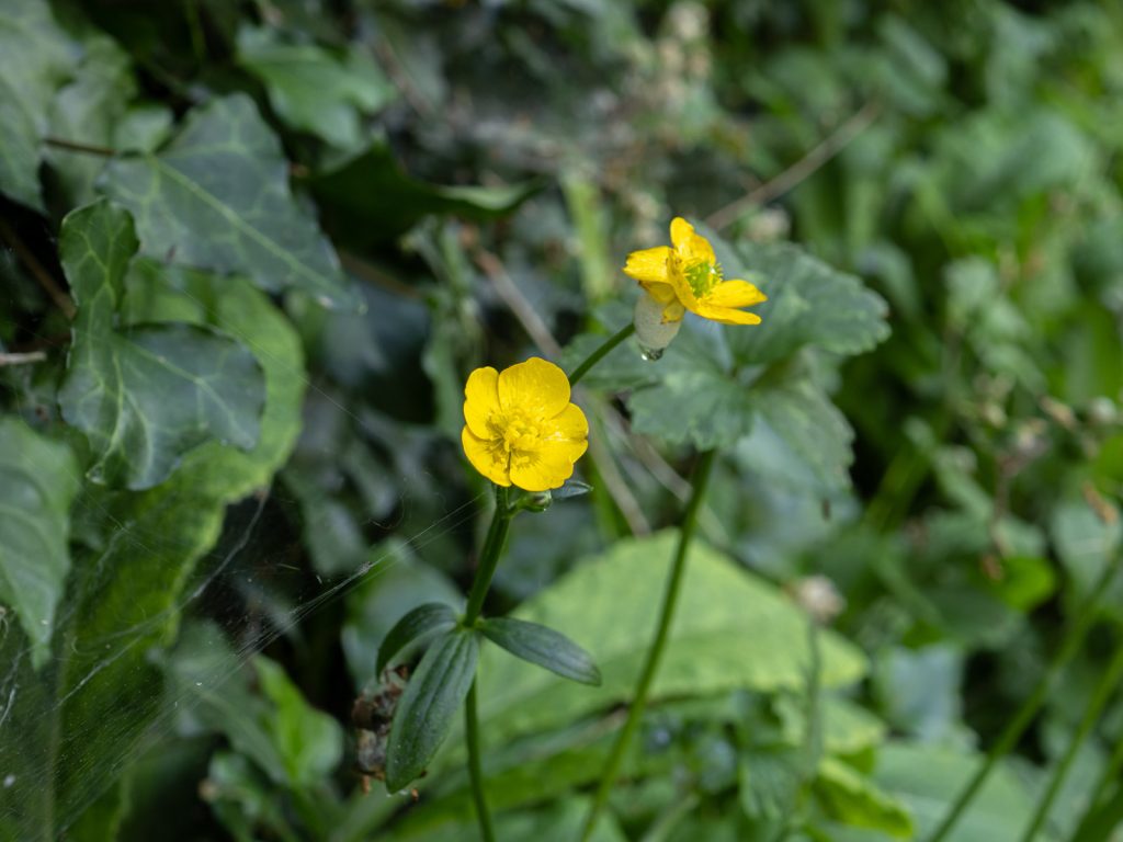 9 Tips for Macro Flower Photography - Nature TTL