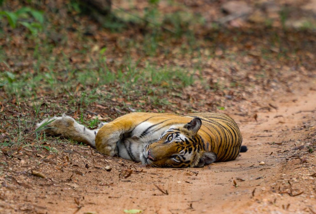 A Photographer's Tale of Love, Loss, and the Fading Footprints of a ...