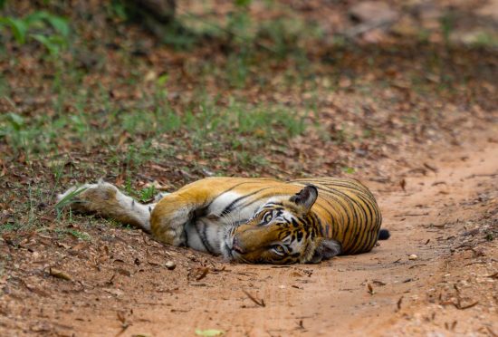 A Photographer's Tale of Love, Loss, and the Fading Footprints of a ...