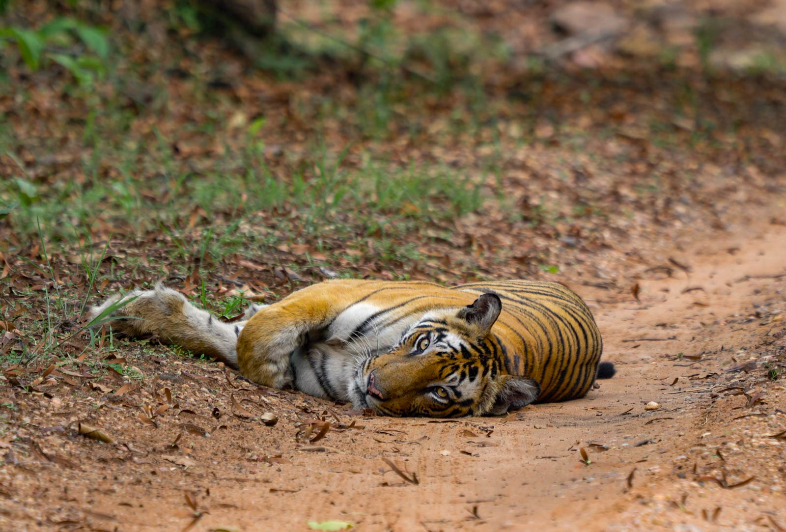 A Photographer's Tale of Love, Loss, and the Fading Footprints of a ...