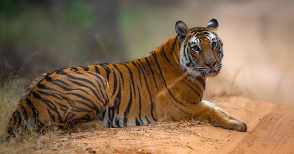 A Photographer's Tale of Love, Loss, and the Fading Footprints of a ...