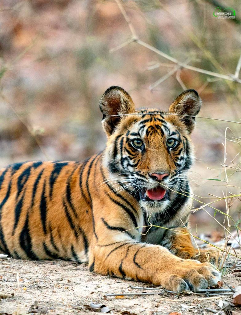 A Photographer's Tale of Love, Loss, and the Fading Footprints of a ...