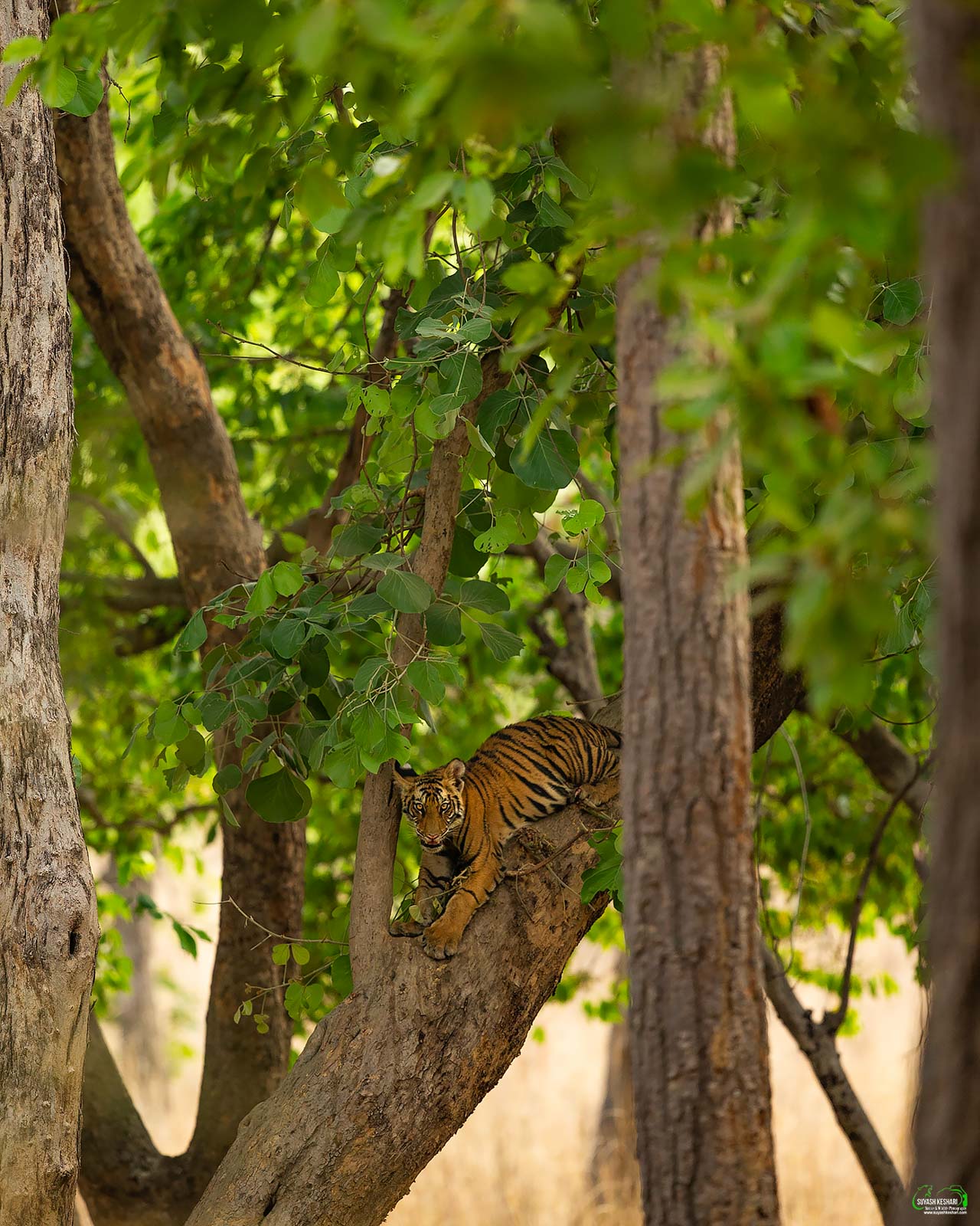 A Photographer's Tale of Love, Loss, and the Fading Footprints of a ...