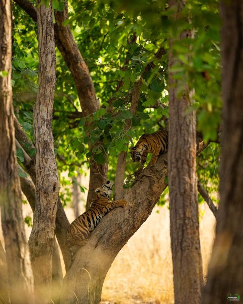 A Photographer's Tale of Love, Loss, and the Fading Footprints of a ...