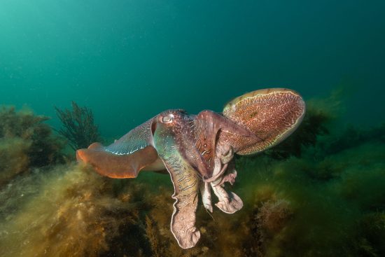 Best Dive Sites in South Australia for Underwater Photographers ...