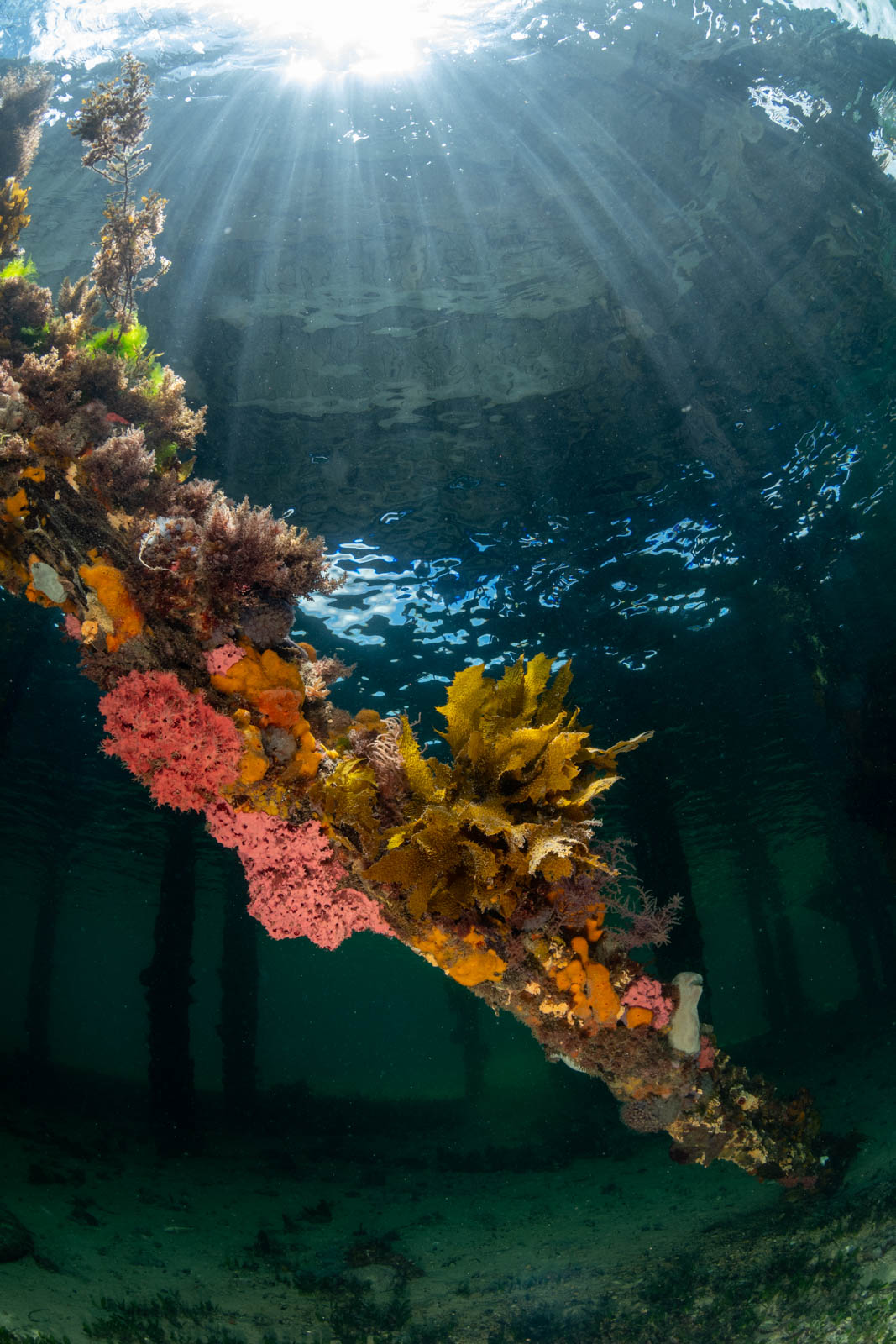 Best Dive Sites in South Australia for Underwater Photographers ...