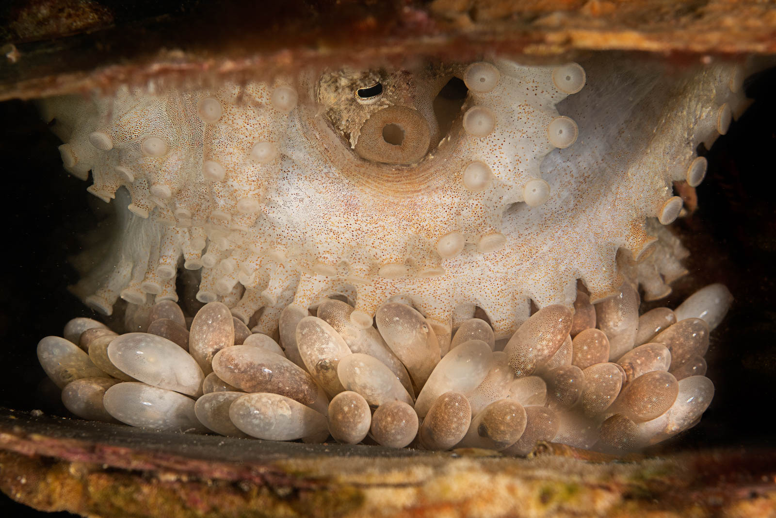 Best Dive Sites in South Australia for Underwater Photographers ...