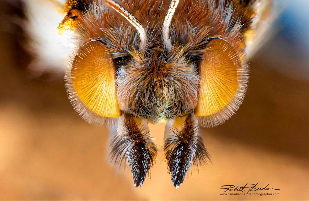 How to Get Started in Photomicrography - Nature TTL