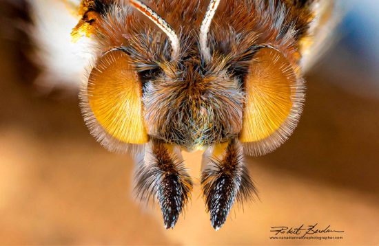 How to Get Started in Photomicrography - Nature TTL