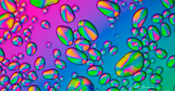 How to Get Started in Photomicrography - Nature TTL