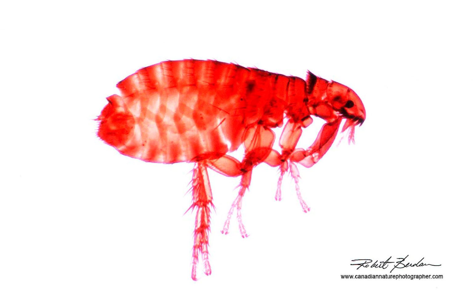 How to Get Started in Photomicrography - Nature TTL