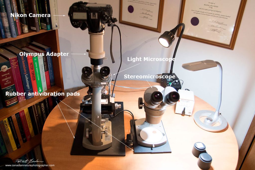 How to Get Started in Photomicrography - Nature TTL