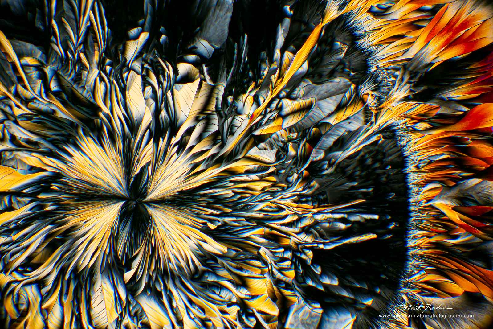 How to Get Started in Photomicrography - Nature TTL