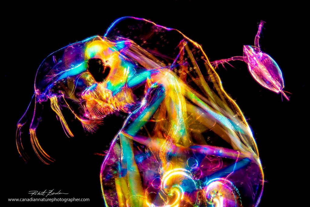 How to Get Started in Photomicrography - Nature TTL