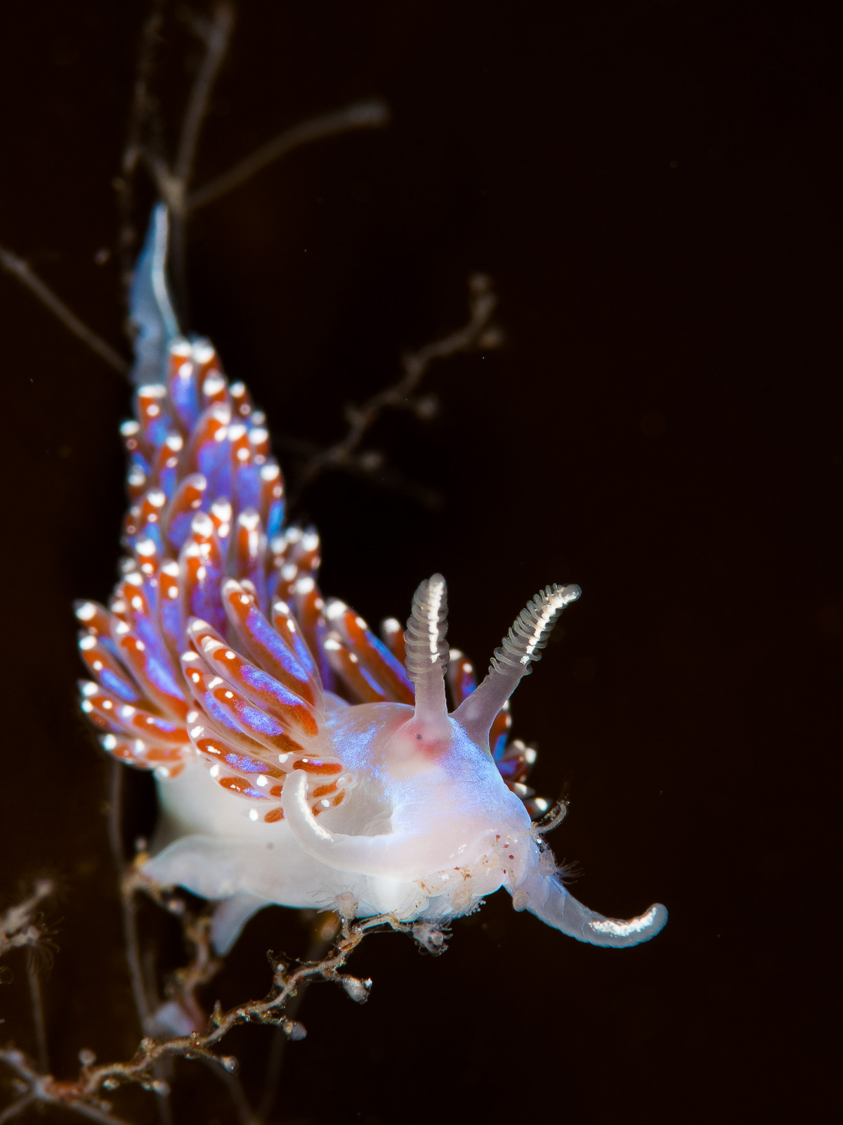 Behind the Shot: Award-Winning Underwater Photography - Nature TTL