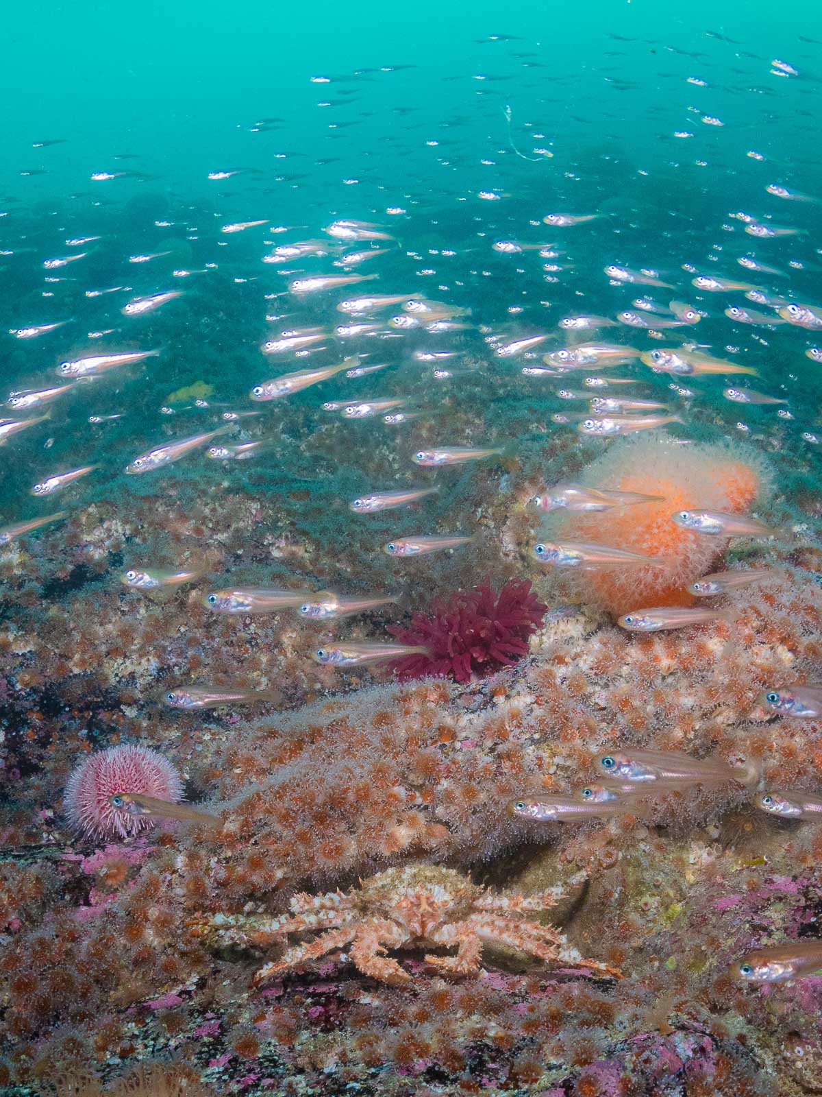 Behind the Shot: Award-Winning Underwater Photography - Nature TTL