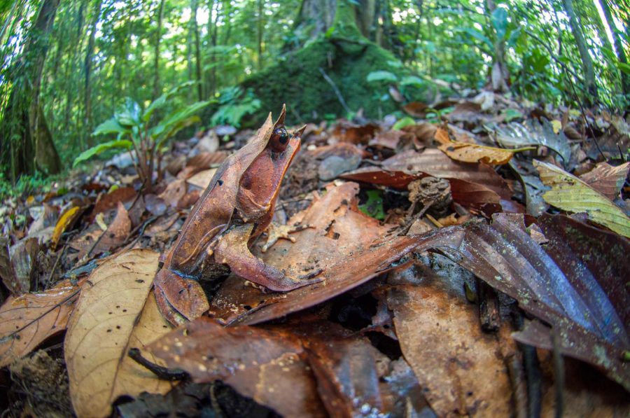 Rainforest Photography: A Guide to Equipment - Nature TTL