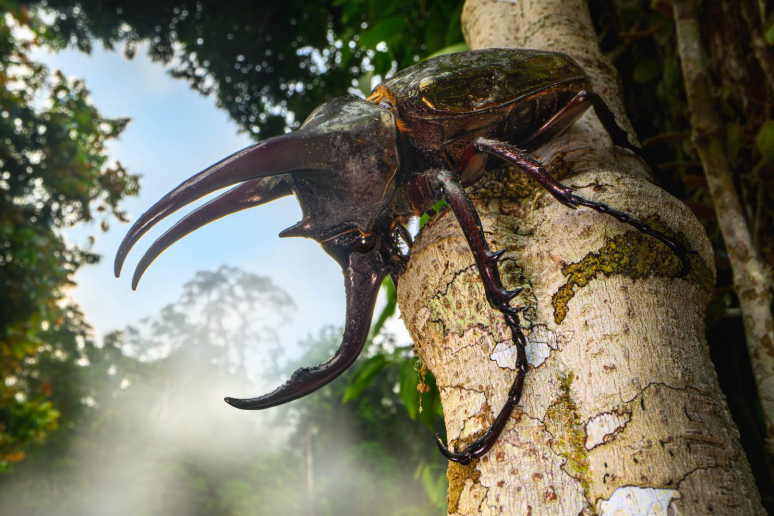 Rainforest Photography: A Guide to Equipment - Nature TTL
