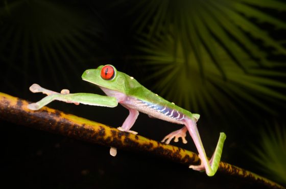 Photographing Birds in Flight: The Complete Guide - Nature TTL