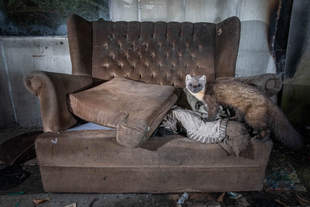 How to Use Camera Traps for UK Wildlife Photography - Nature TTL