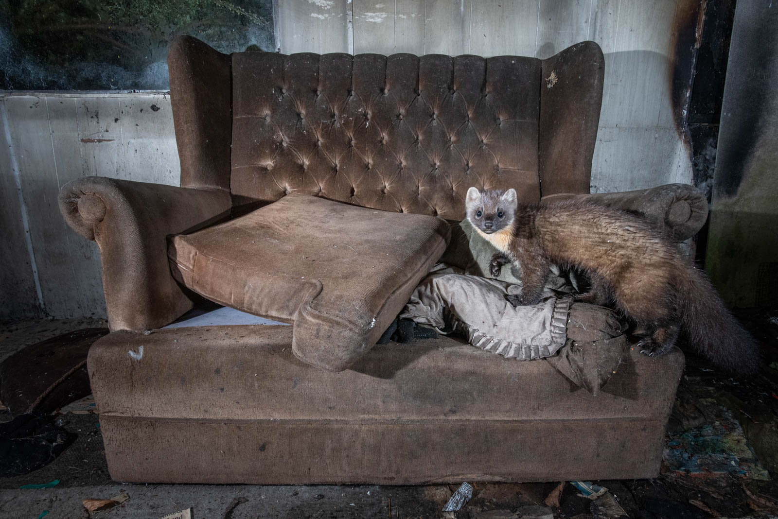 How to Use Camera Traps for UK Wildlife Photography - Nature TTL