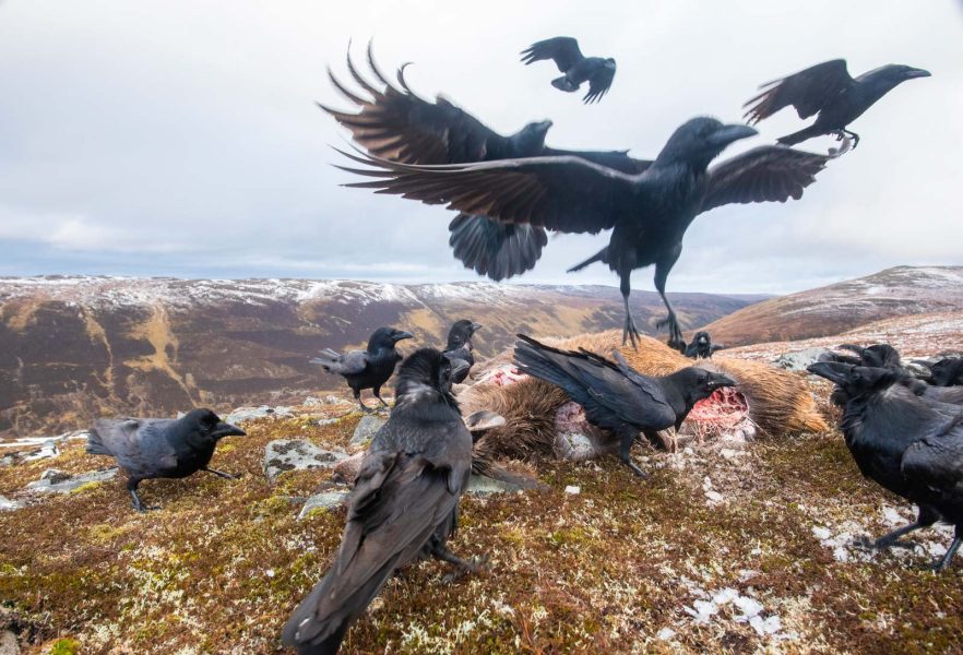 How to Use Camera Traps for UK Wildlife Photography - Nature TTL