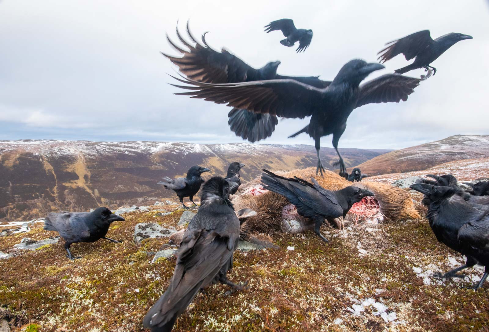 How to Use Camera Traps for UK Wildlife Photography - Nature TTL