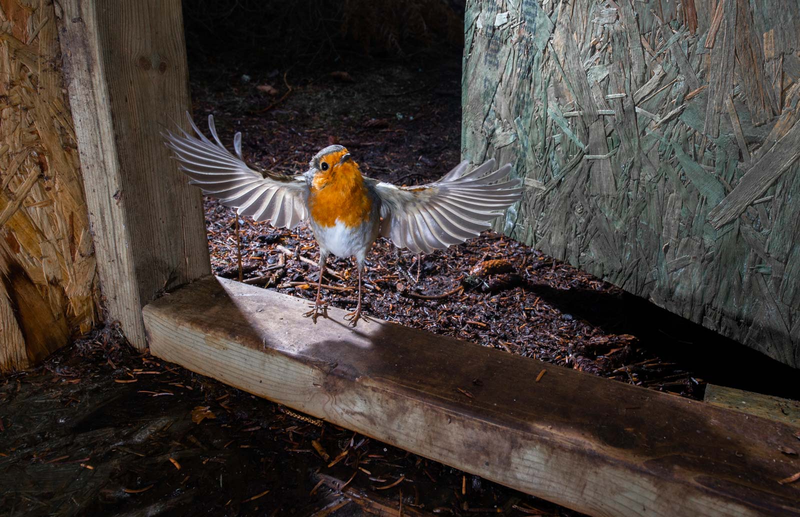 How to Use Camera Traps for UK Wildlife Photography - Nature TTL