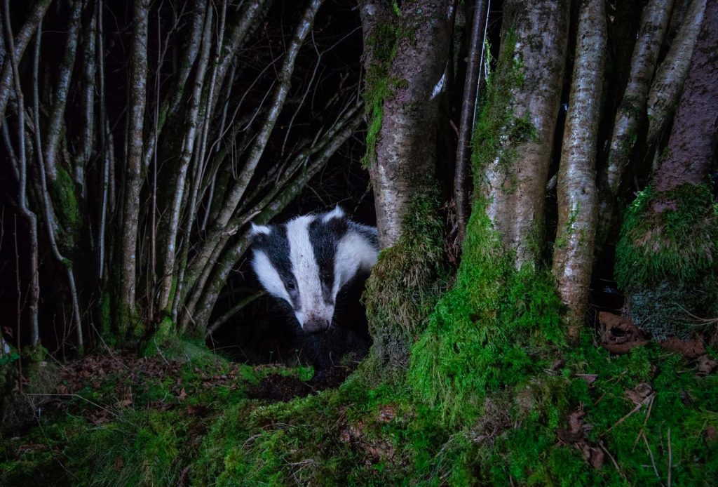 How to Use Camera Traps for UK Wildlife Photography - Nature TTL