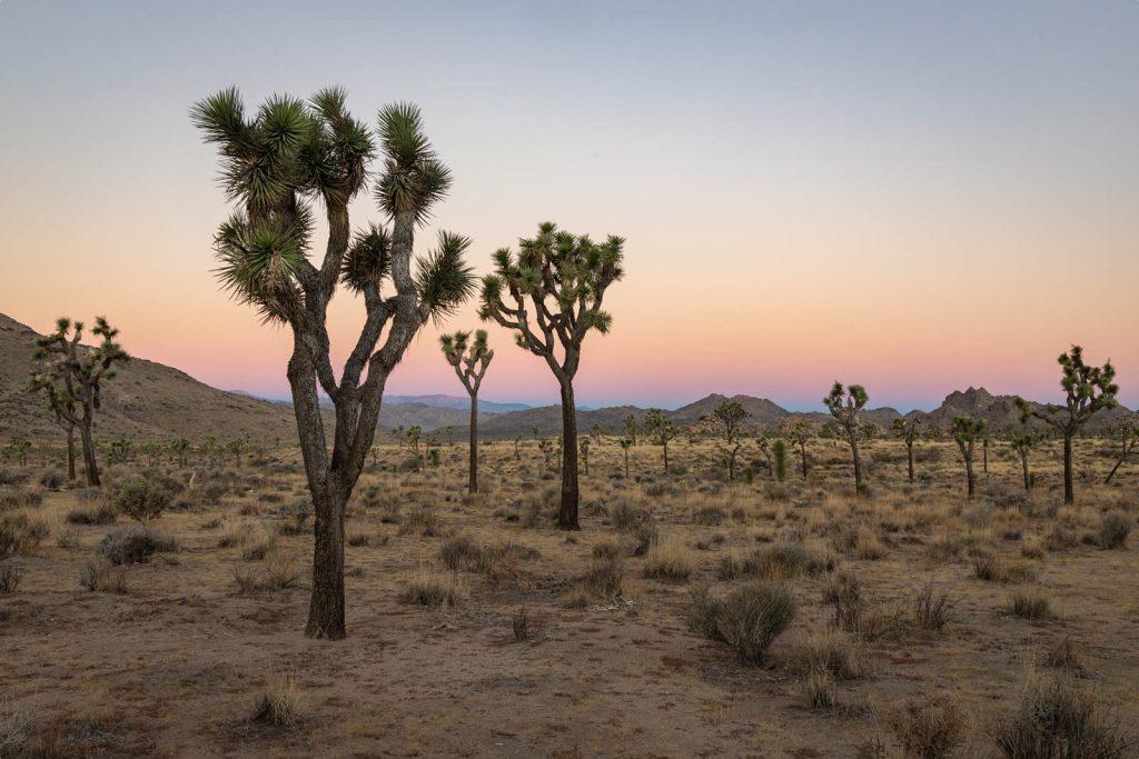 How to Manage Lighting in Desert Photography - Nature TTL