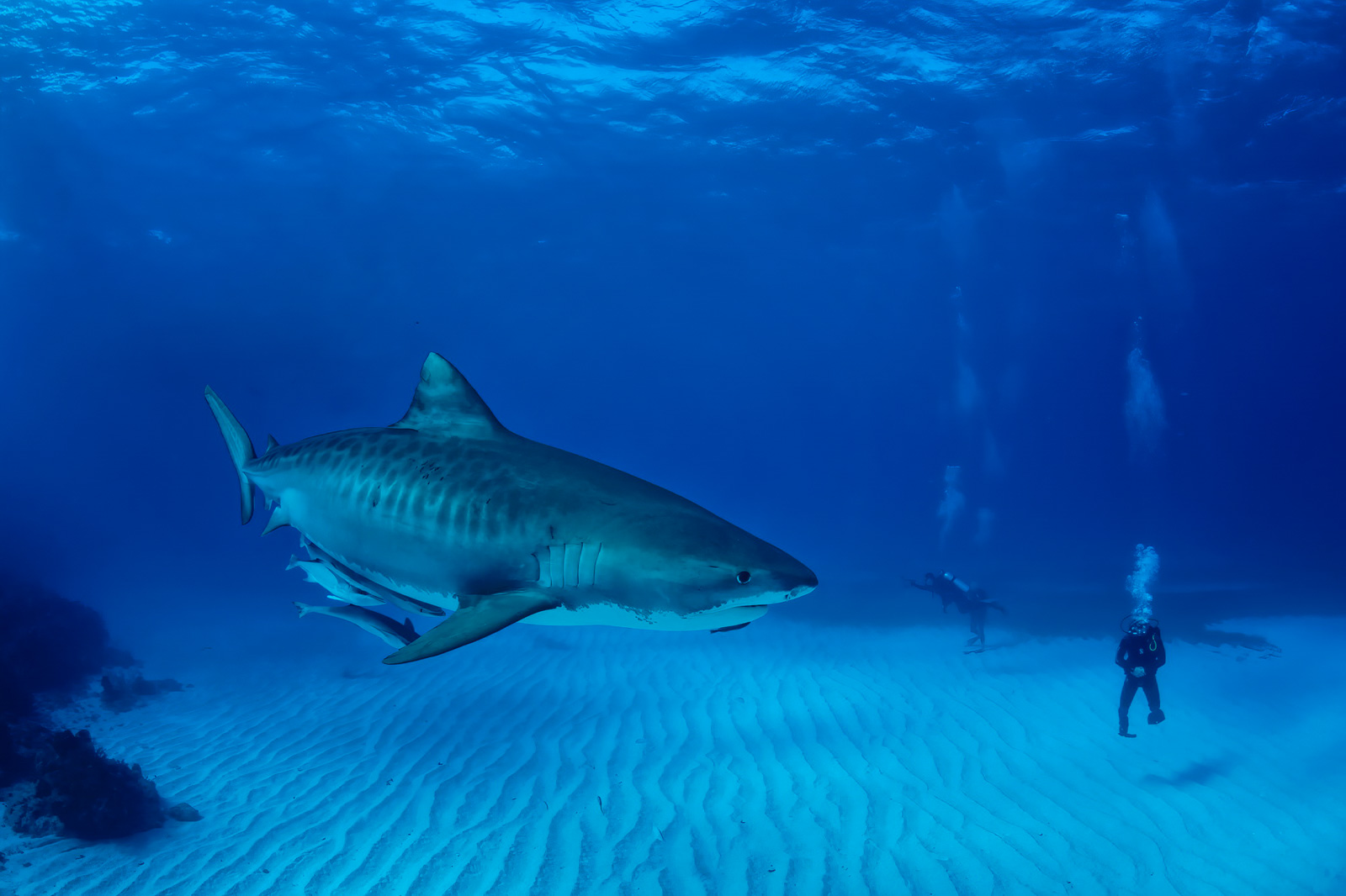 Don Silcock: Extraordinary Encounters Underwater - Nature TTL