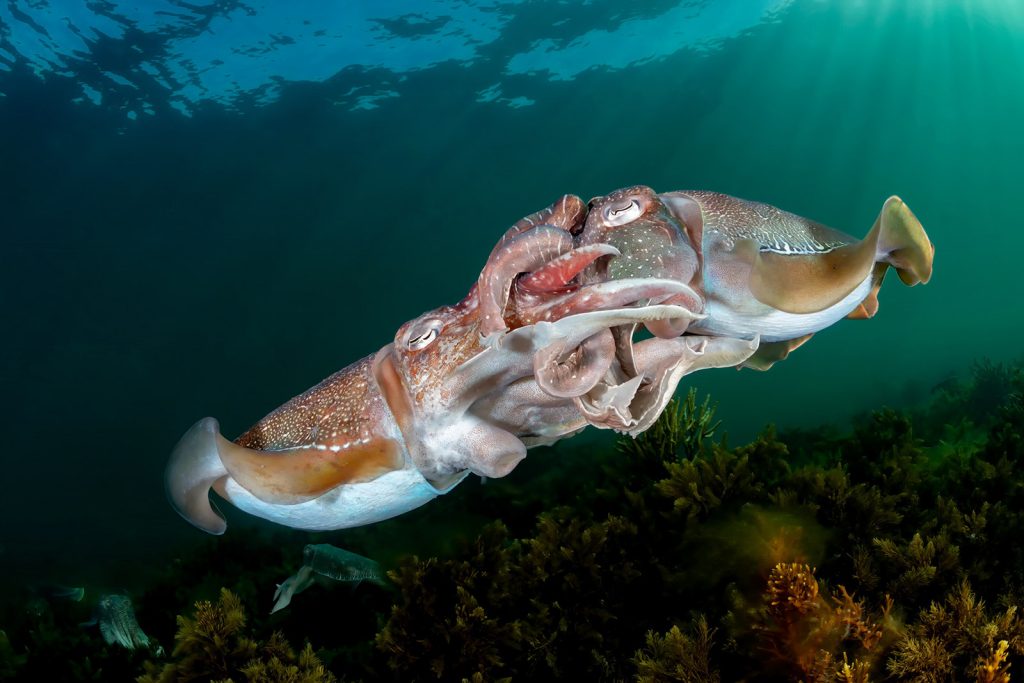 Don Silcock: Extraordinary Encounters Underwater - Nature TTL
