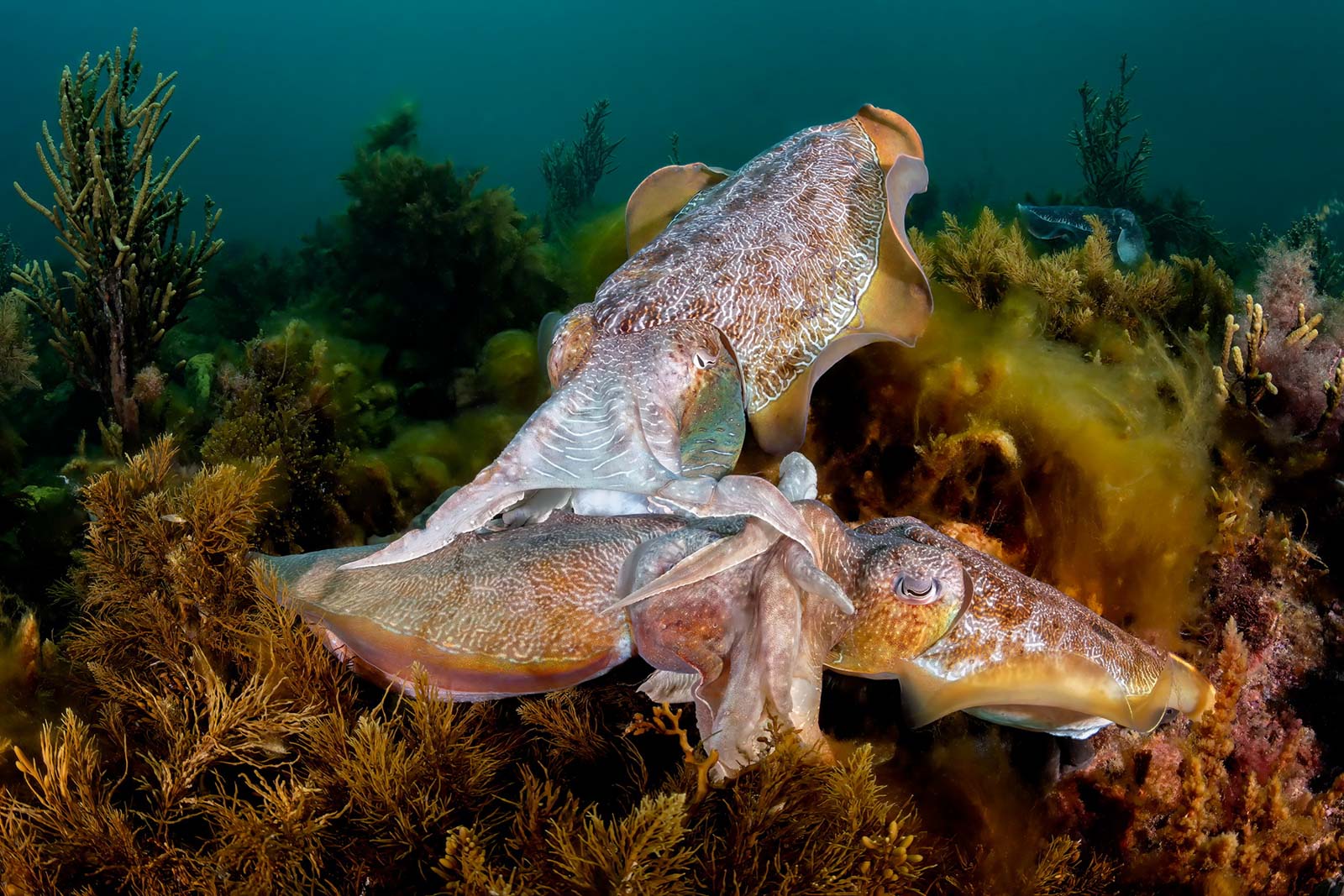 Don Silcock: Extraordinary Encounters Underwater - Nature TTL