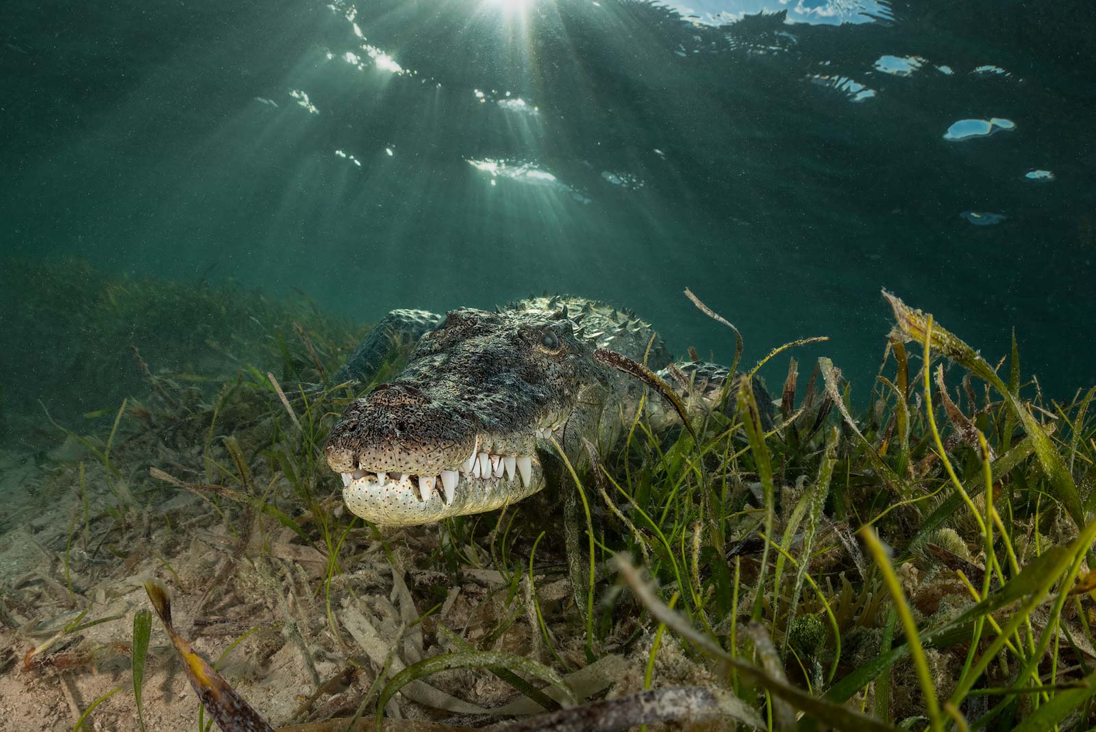 Don Silcock: Extraordinary Encounters Underwater - Nature TTL