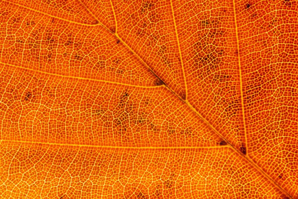 10 Nature Photography Projects to Take on This Year - Nature TTL