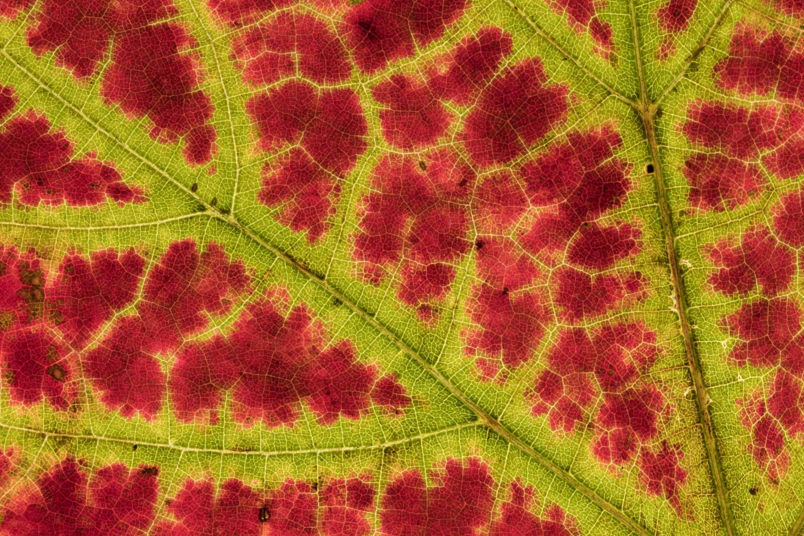 10 Nature Photography Projects to Take on This Year - Nature TTL