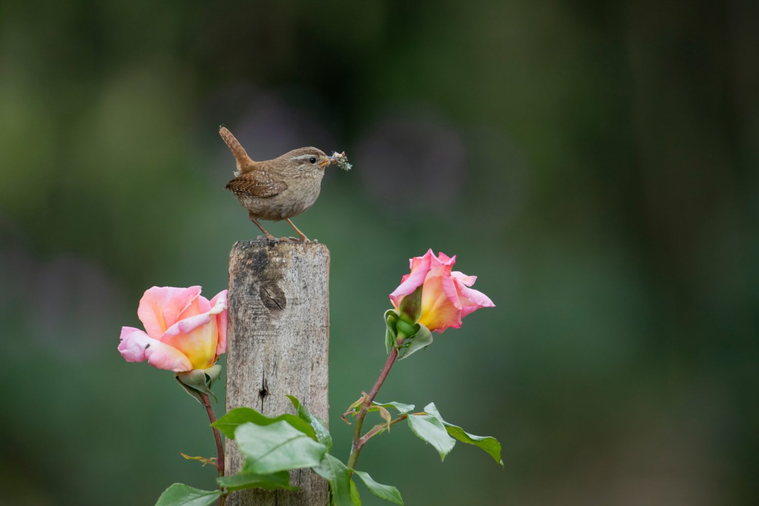 10 Nature Photography Projects to Take on This Year - Nature TTL