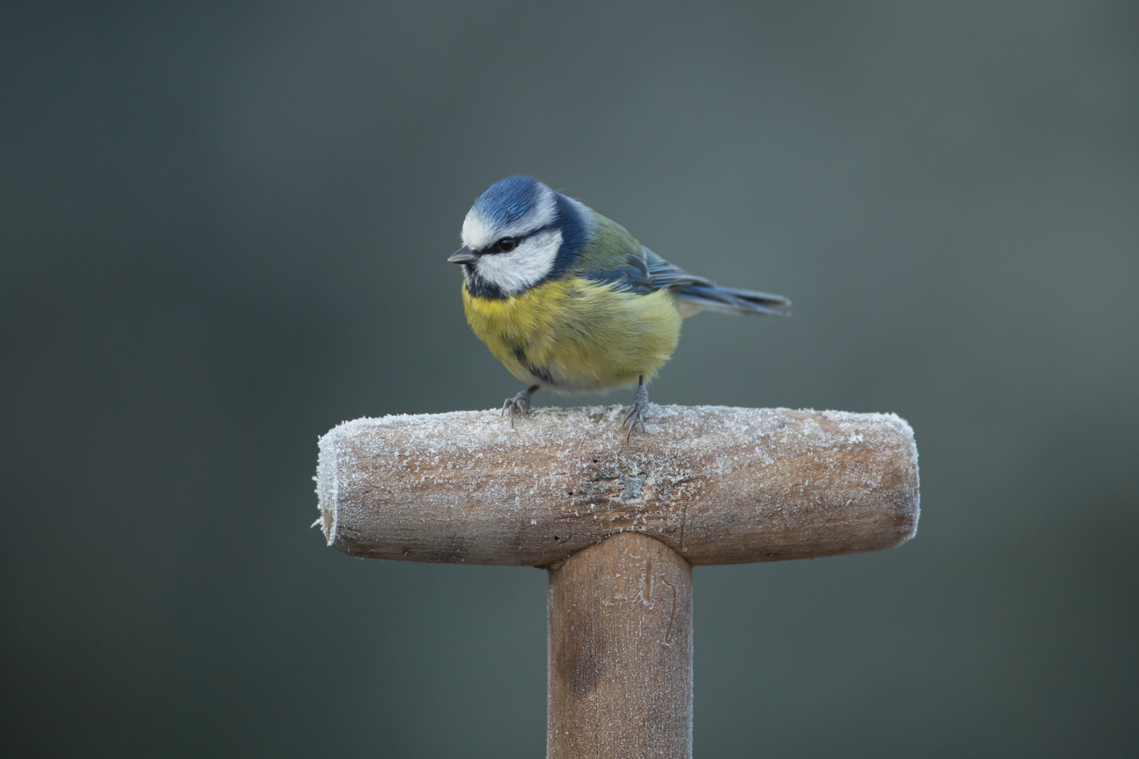 10 Nature Photography Projects to Take on This Year - Nature TTL
