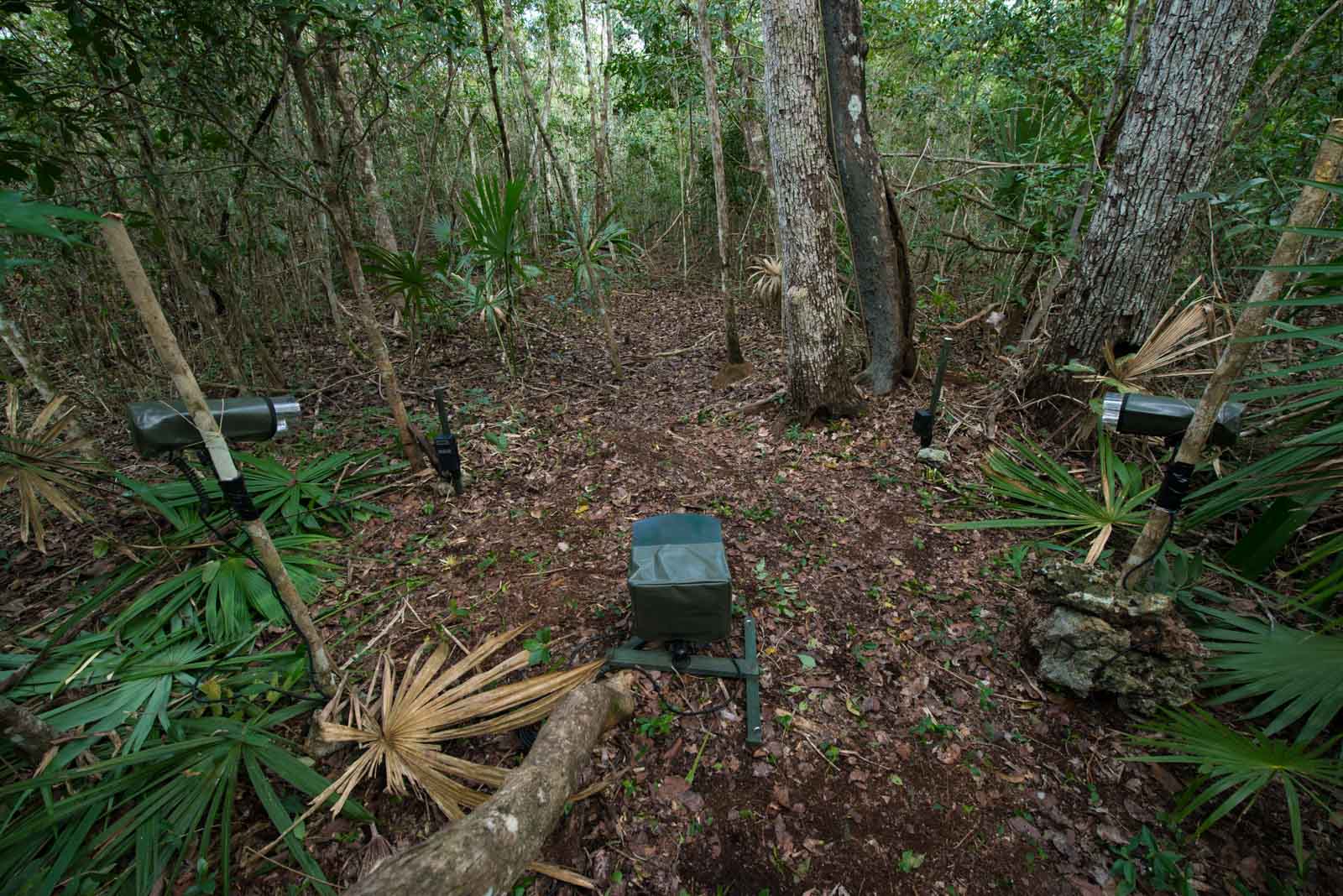 The Endangered King of the Mayan Jungle - Nature TTL