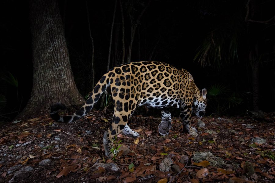 The Endangered King of the Mayan Jungle - Nature TTL