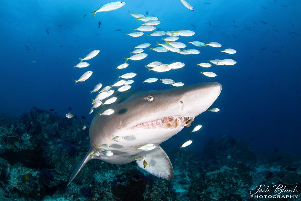 8 Best Places for Photographing Marine Megafauna - Nature TTL