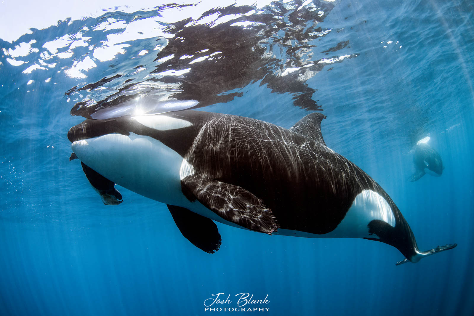 8 Best Places for Photographing Marine Megafauna - Nature TTL