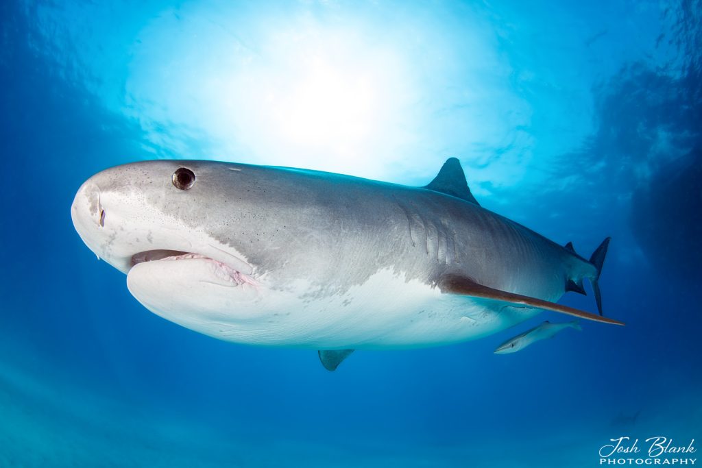 8 Best Places for Photographing Marine Megafauna - Nature TTL